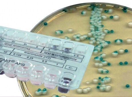 FUNGIFAST® AFG - ELITechGroup Microbiology